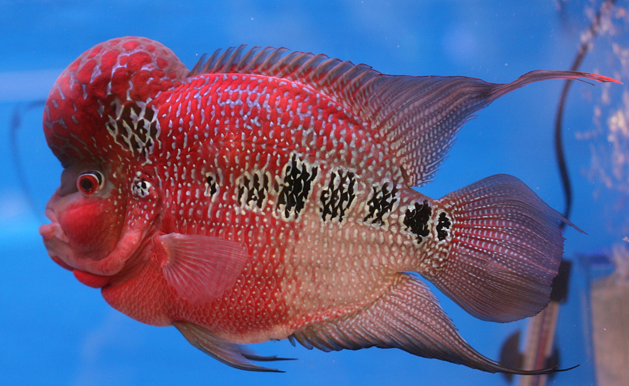 10 Ikan Hias Mahal yang Kini Bisa Dibeli dengan Harga Murah ...