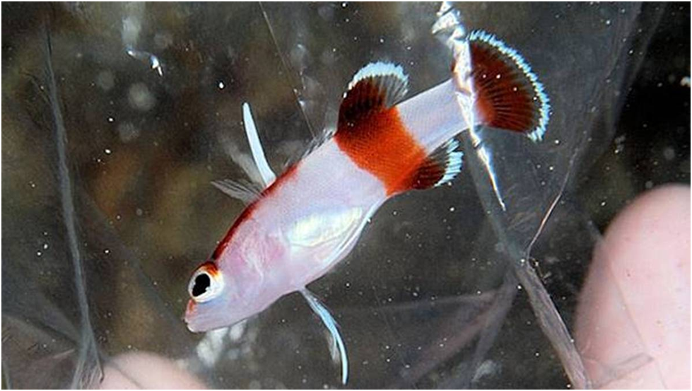 10 Daftar Ikan Hias Air Laut Termahal di Dunia | SimulasiKredit.com