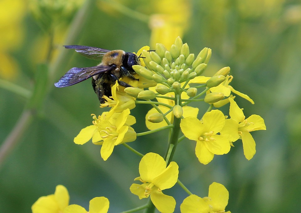 Mengenal Minyak Canola Dan Manfaatnya Untuk Kesehatan | SimulasiKredit.com